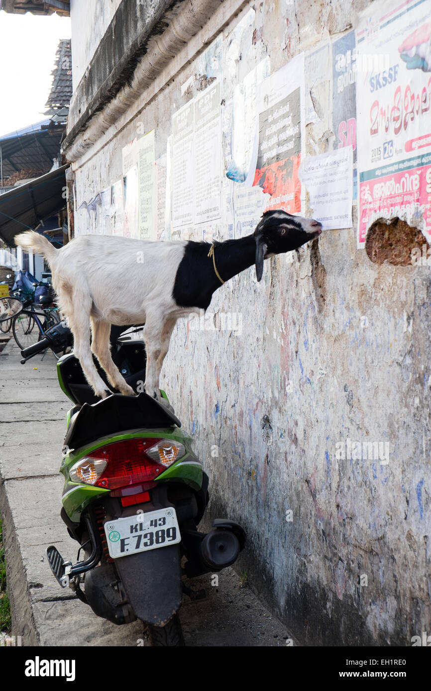 Goats eat anything - a goat eats poster bills in Cochin India Stock ...