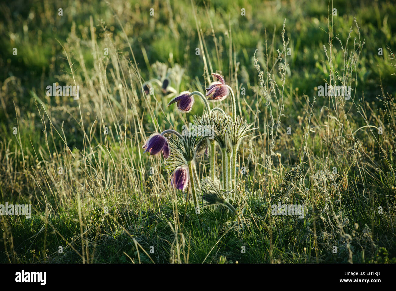 Pasque-flower in nature Stock Photo - Alamy