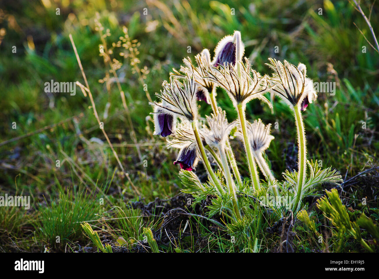Pasque-flower in nature Stock Photo - Alamy