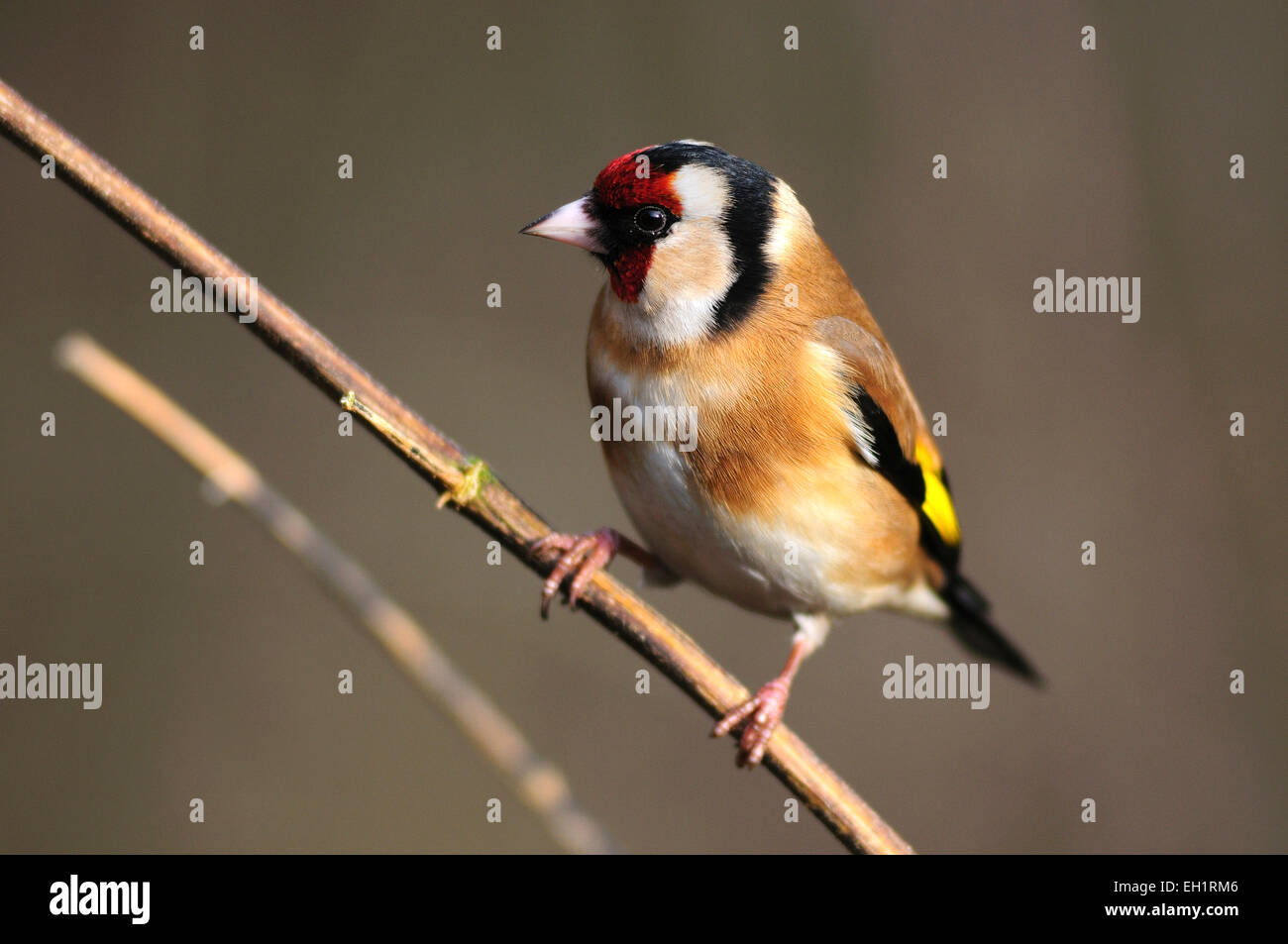 Goldfinch hi-res stock photography and images - Alamy