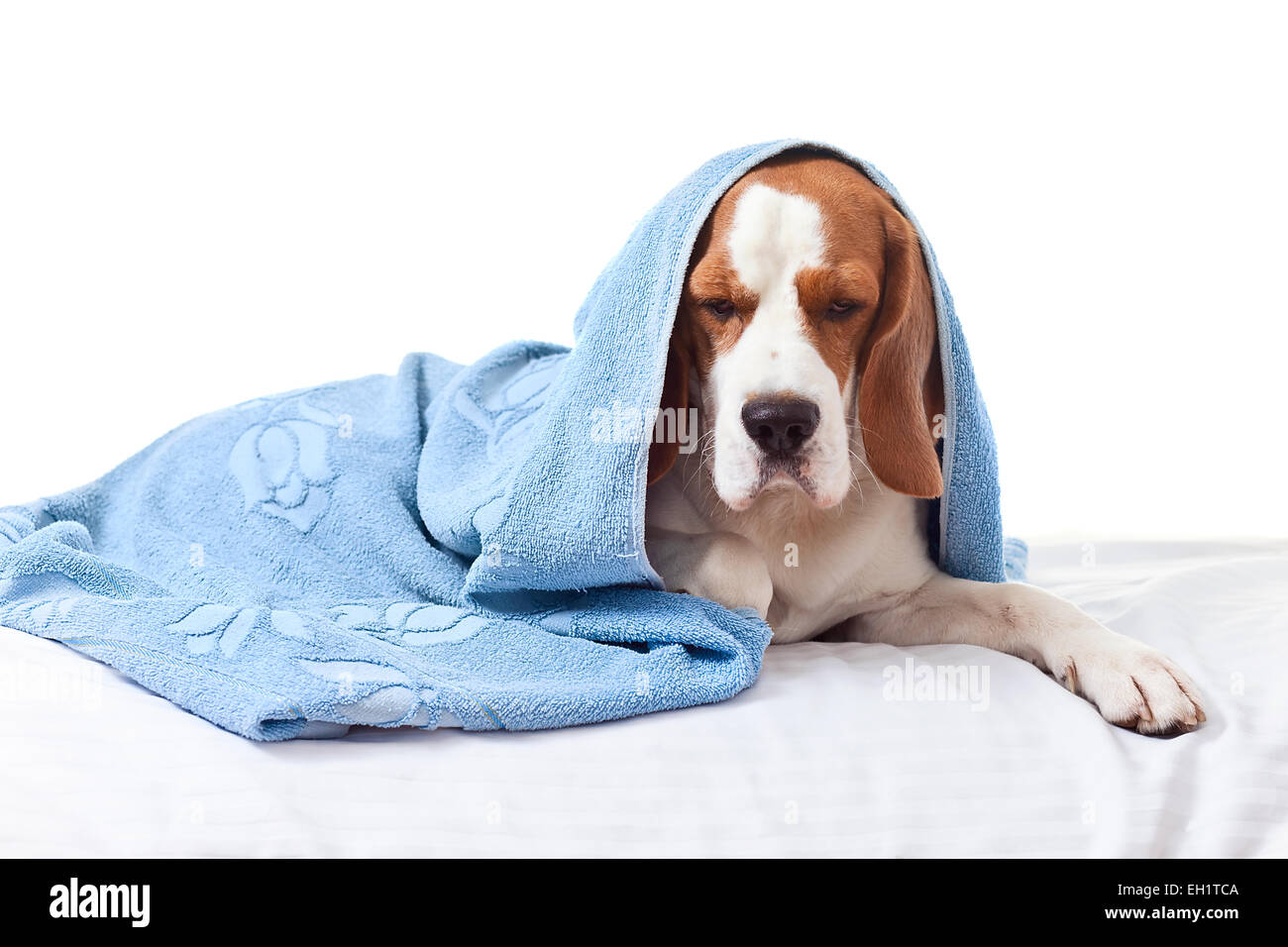 Very much sick dog , isolated on white background Stock Photo - Alamy