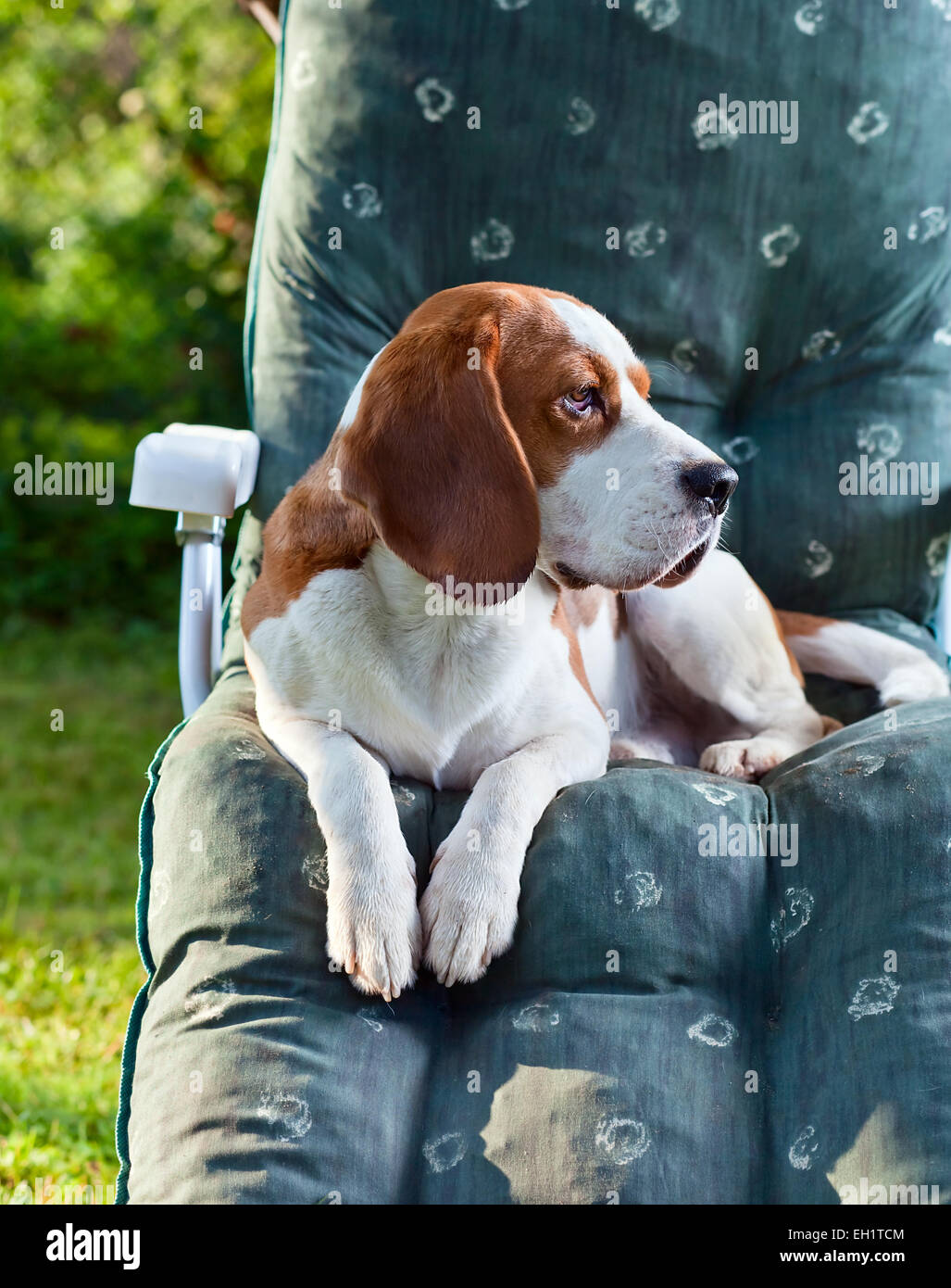 Morning. Cute beagle on a chair in garden Stock Photo - Alamy