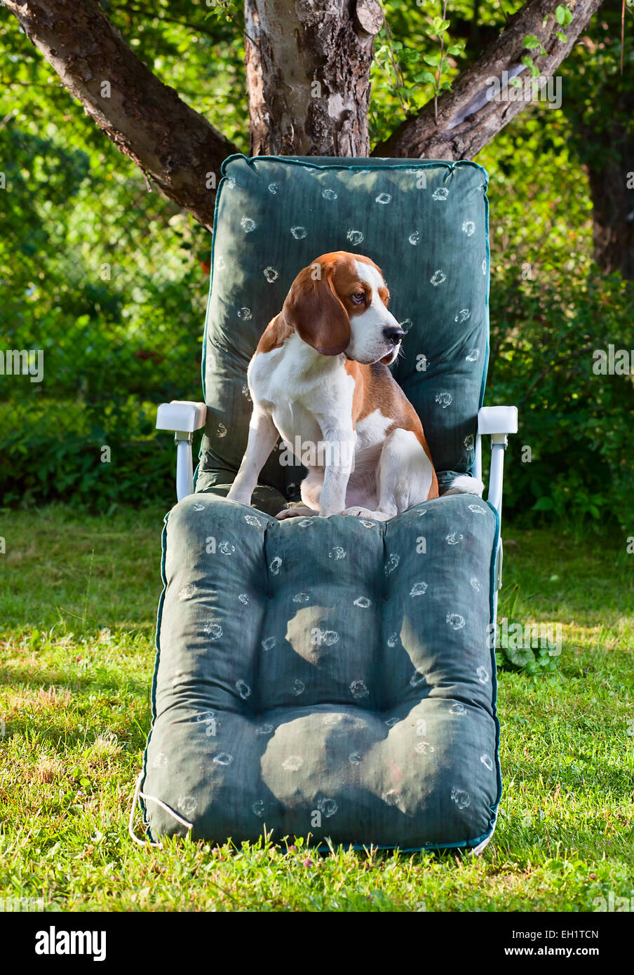 Morning. Cute beagle on a chair in garden Stock Photo - Alamy