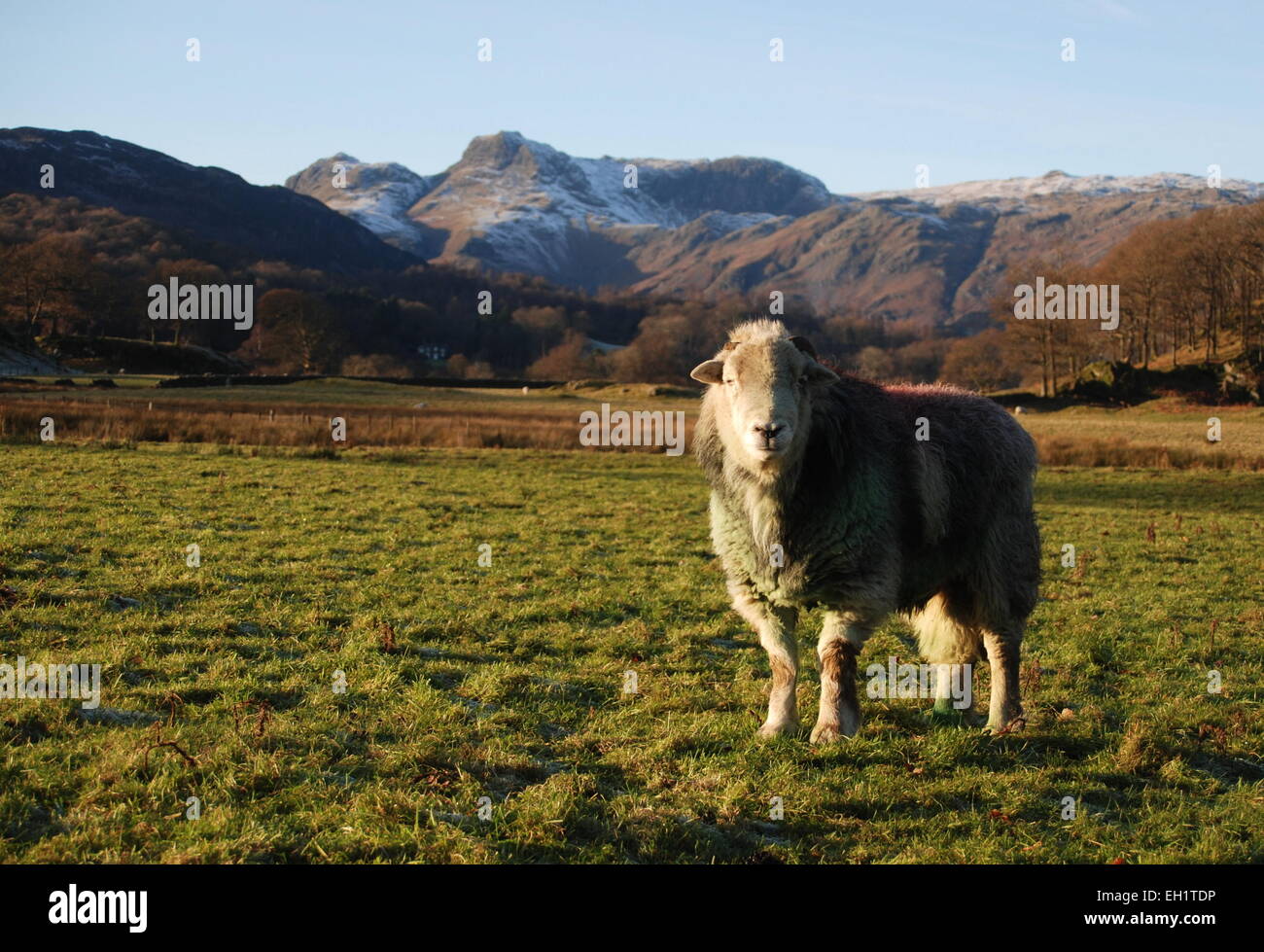 Herdwick Ram Sheep High Resolution Stock Photography and Images - Alamy