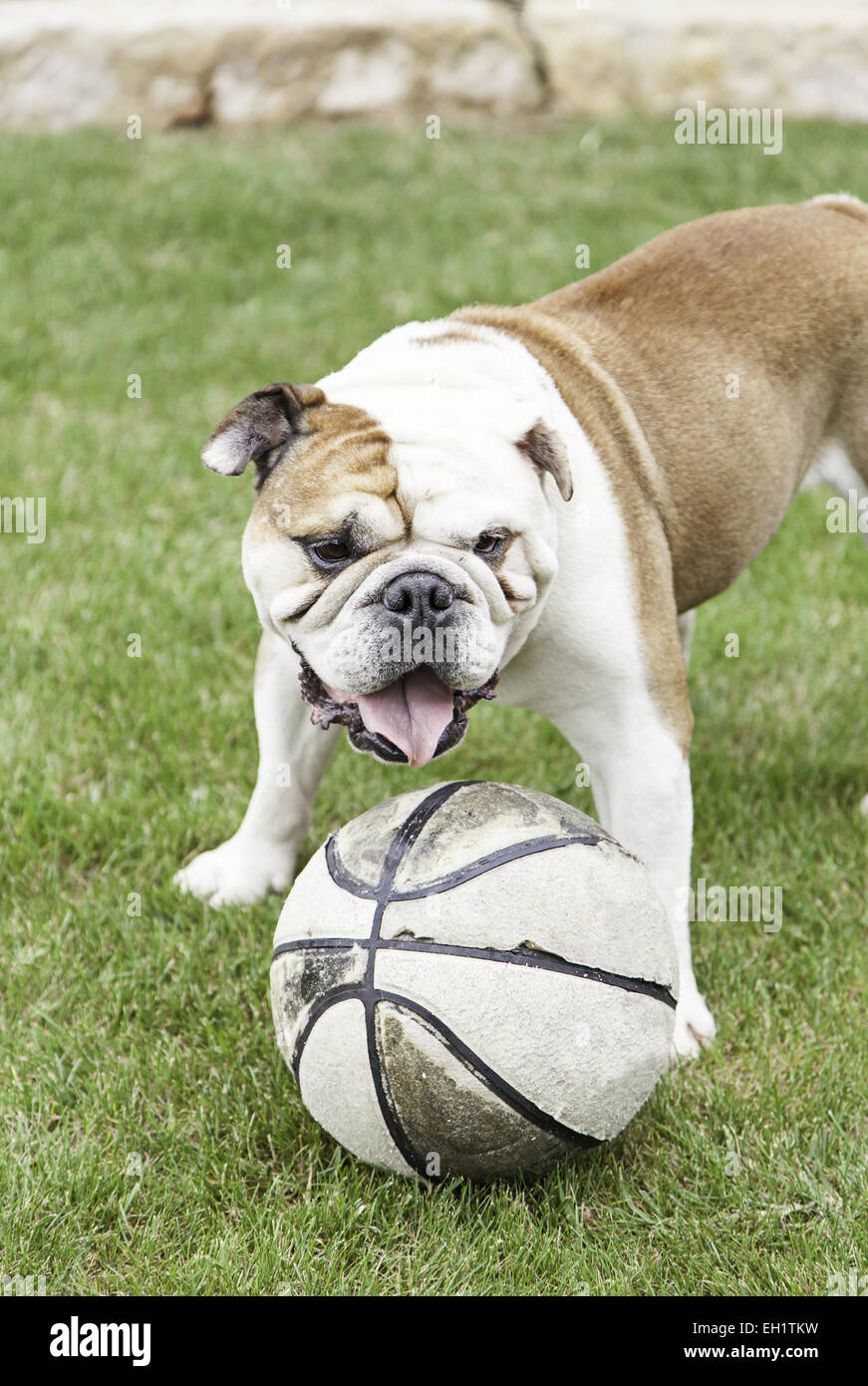 English Bulldog playing with a ball I, detail of a domestic pet playing ...