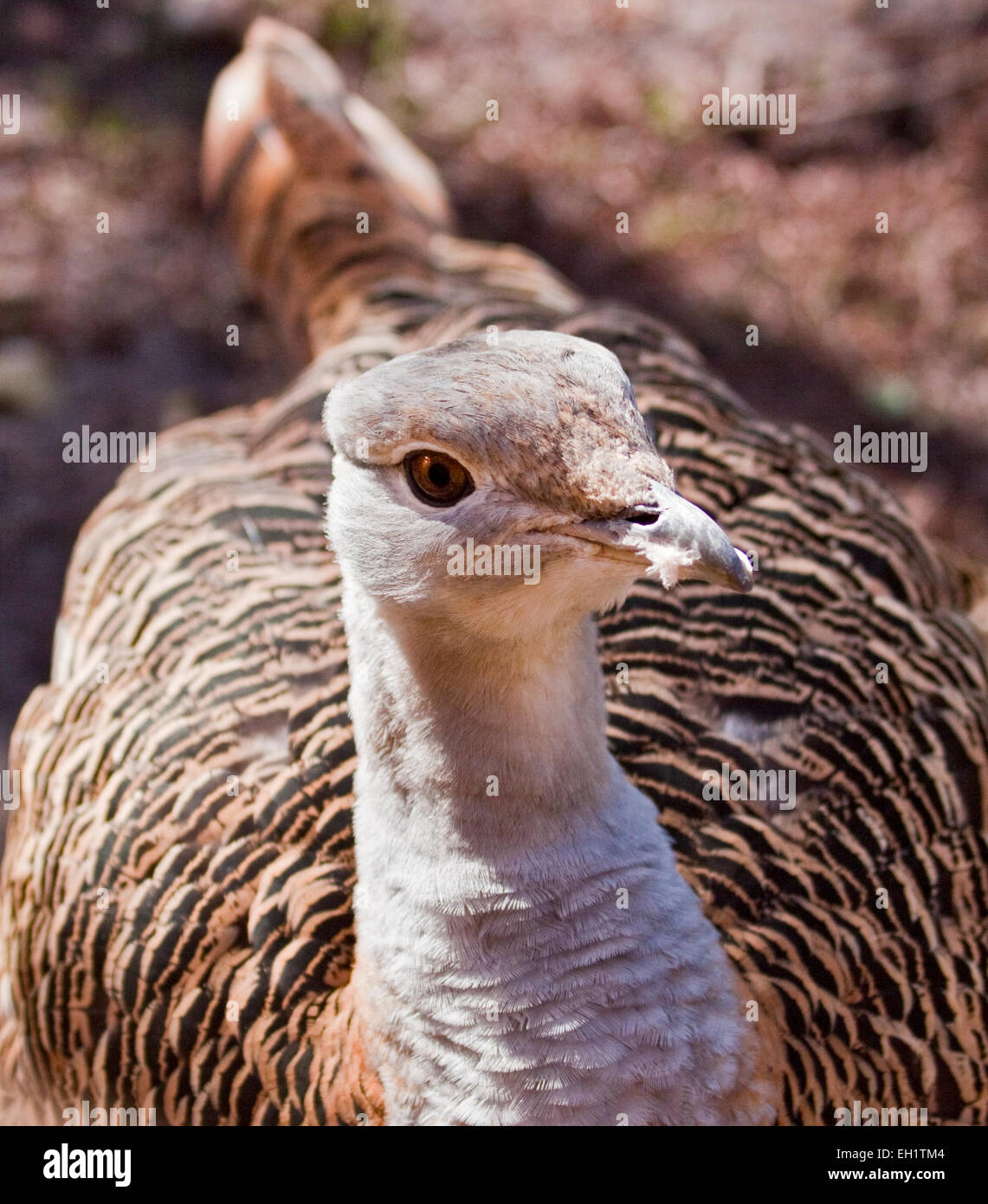 Great Bustard (otis tarda) female Stock Photo - Alamy