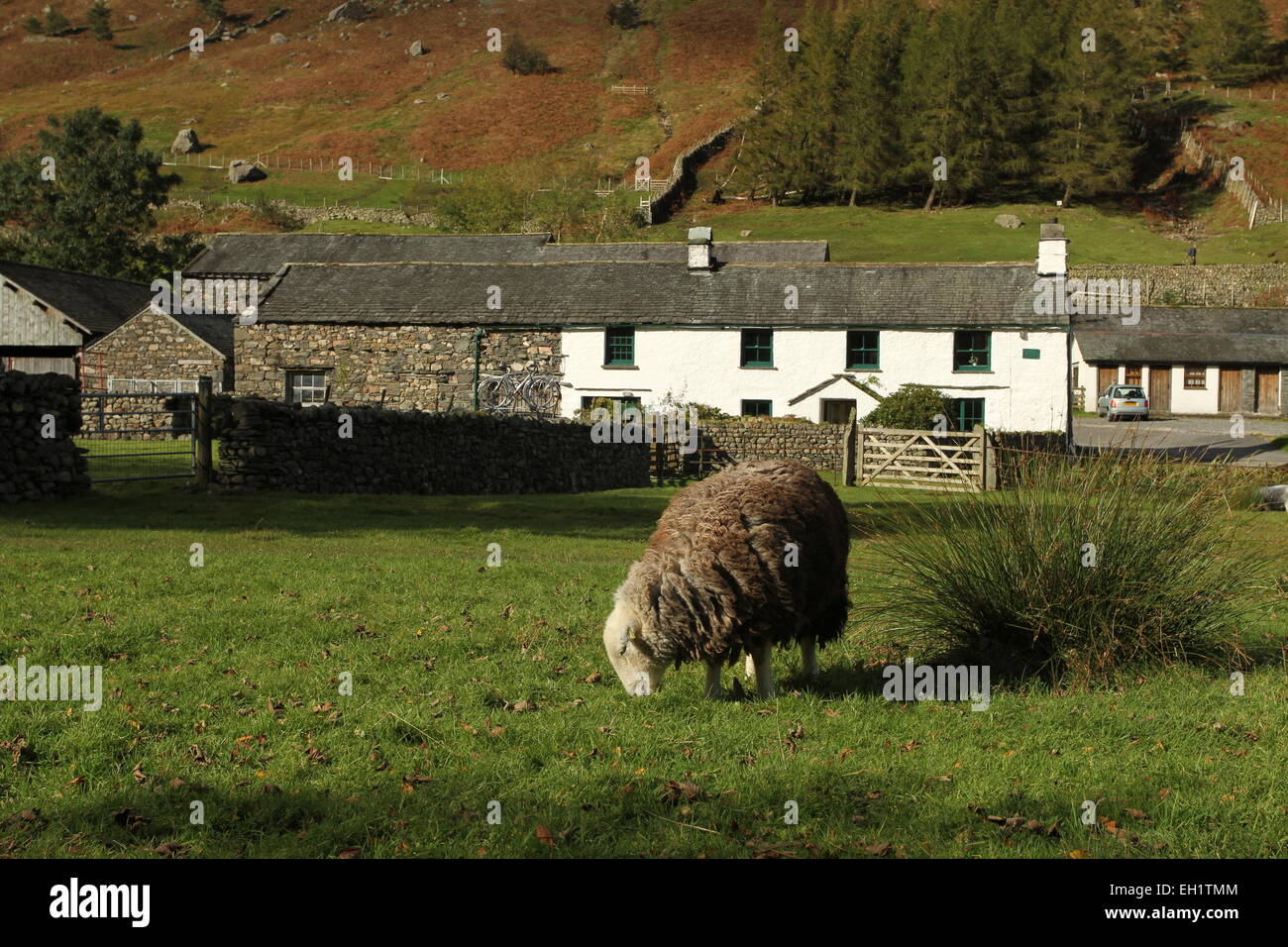 A lakeland farm. Herdwick sheep grazing Middle Fell farm great langdale ...