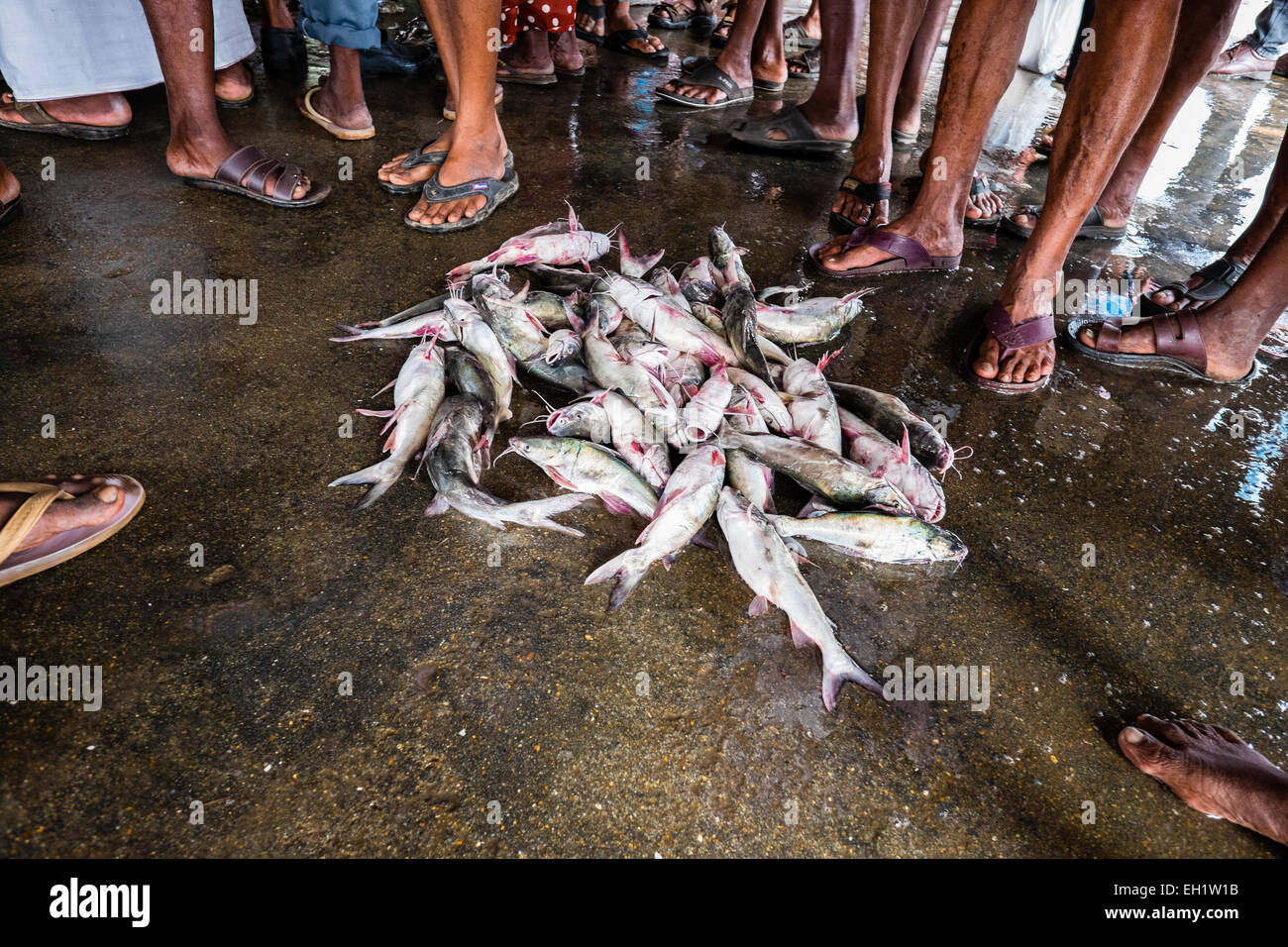 Vypen Island Fish Market, Cochin, Kerala, India Stock Photo - Alamy