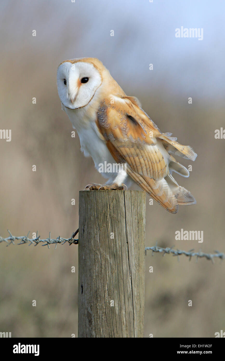 Wild Barn Owl hunting from a post Stock Photo - Alamy