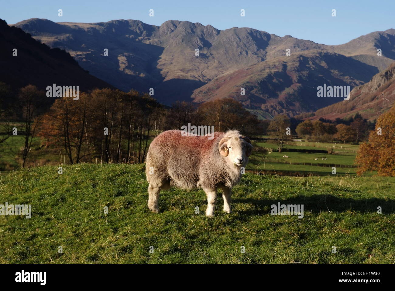 Ram moorland hi-res stock photography and images - Alamy
