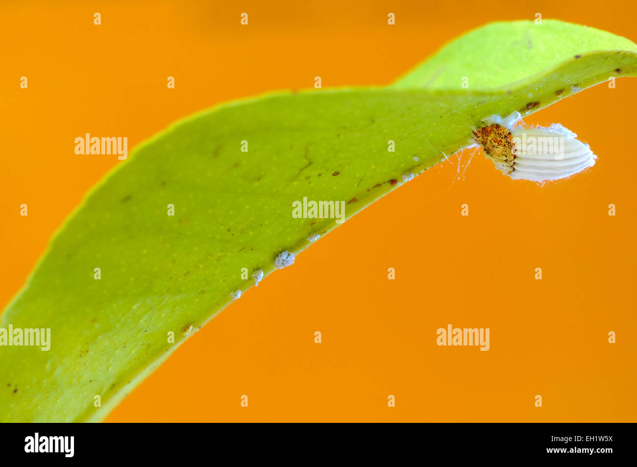Cottony cushion scale insect (Icerya purchasi) on a lemon leaf Stock ...