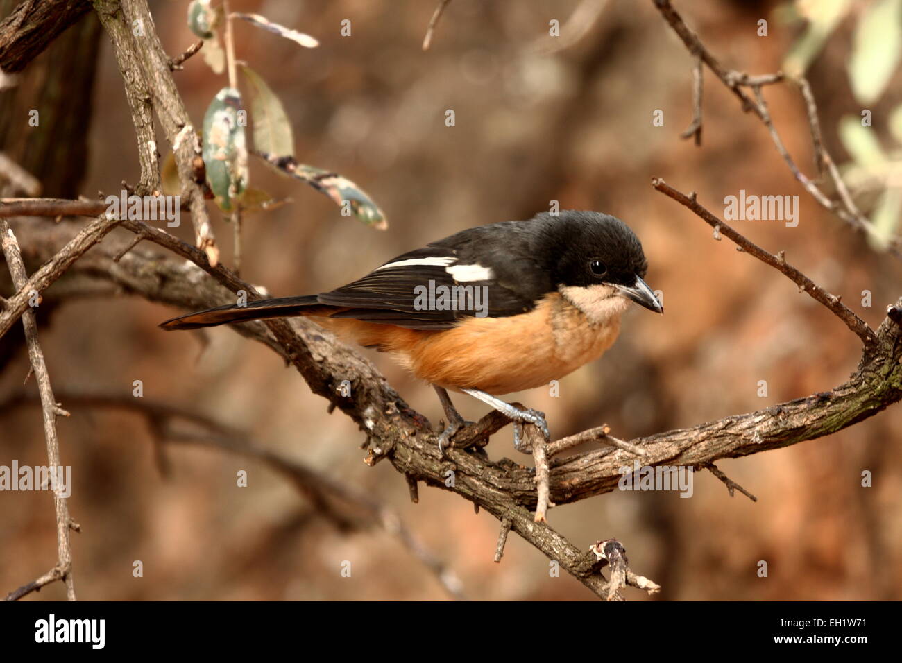 Adult southern boubou shrike hi-res stock photography and images - Alamy