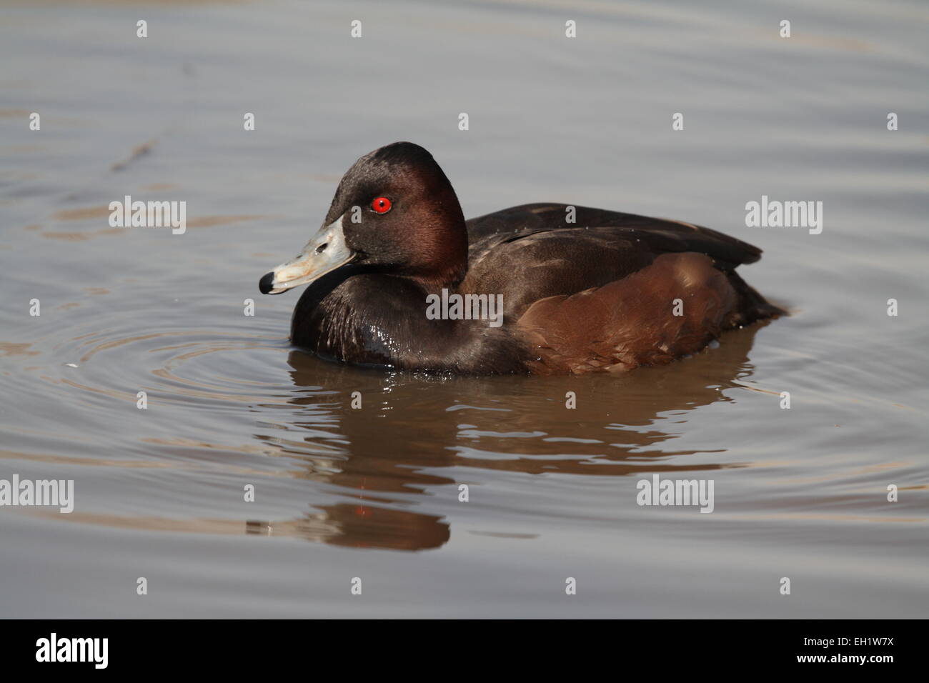 Marievale south africa hi-res stock photography and images - Alamy