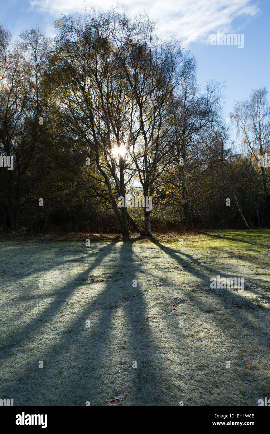 Long shadows on frosty ground Stock Photo - Alamy
