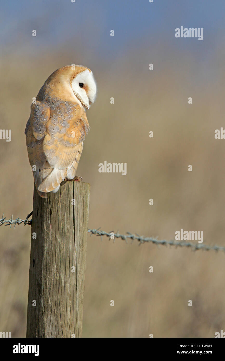 Wild Barn Owl on a fence post Stock Photo - Alamy