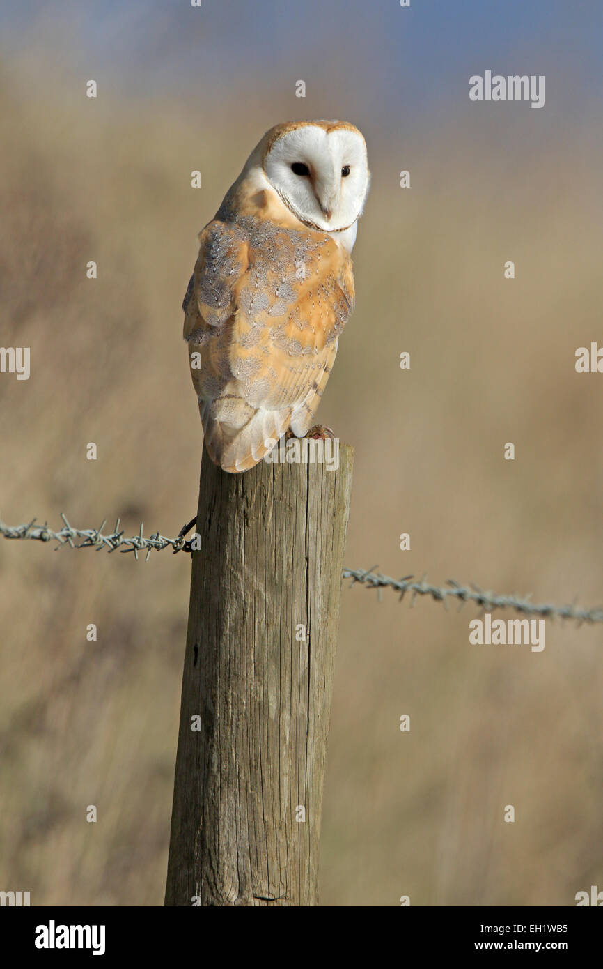 Owl fence hi-res stock photography and images - Alamy