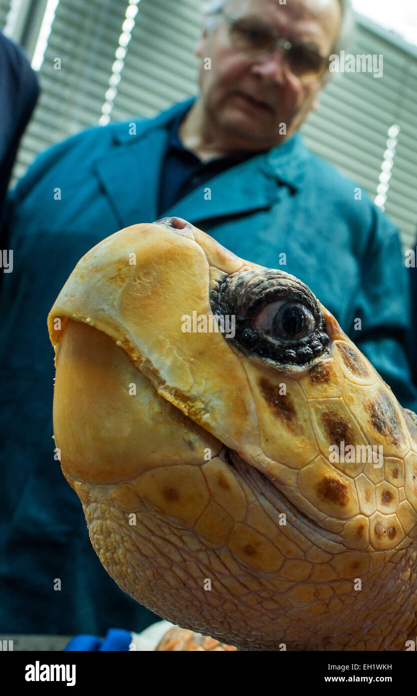Stralsund, Germany. 5th Mar, 2015. Vet Dieter Goebel examines a female ...