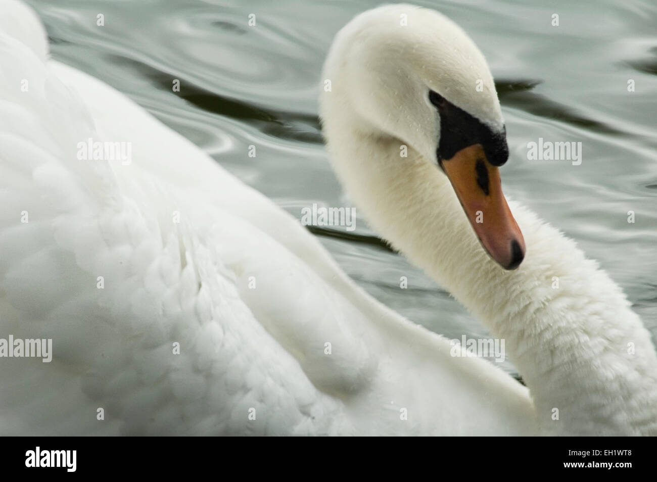 Graceful birds swimming in sea hi-res stock photography and images - Alamy