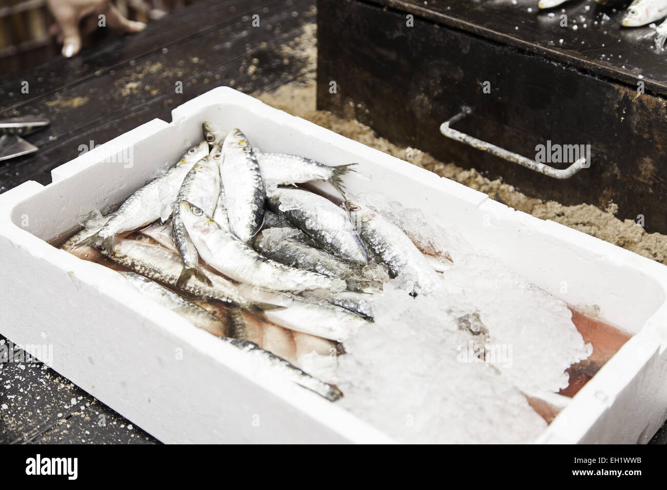 Sardines ice boxes hi-res stock photography and images - Alamy