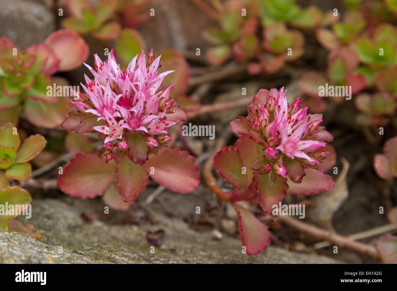 Star sedum hi-res stock photography and images - Alamy