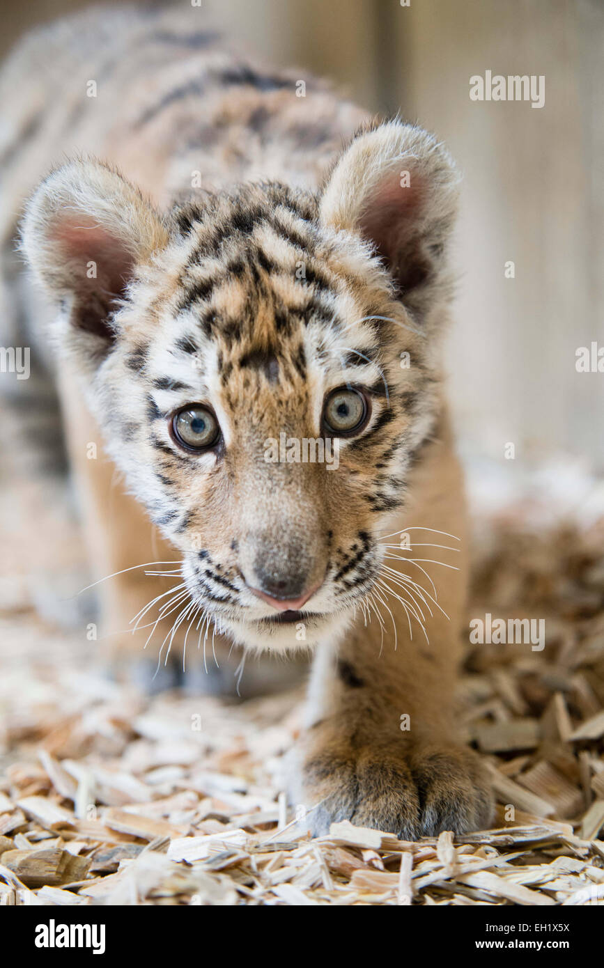 Tierpark Berlin, Germany. 5th Mar, 2015. 12-week-old baby tigress ...