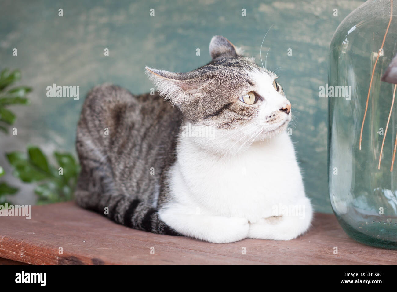 Siamese cat lying on wooden table, stock photo Stock Photo - Alamy