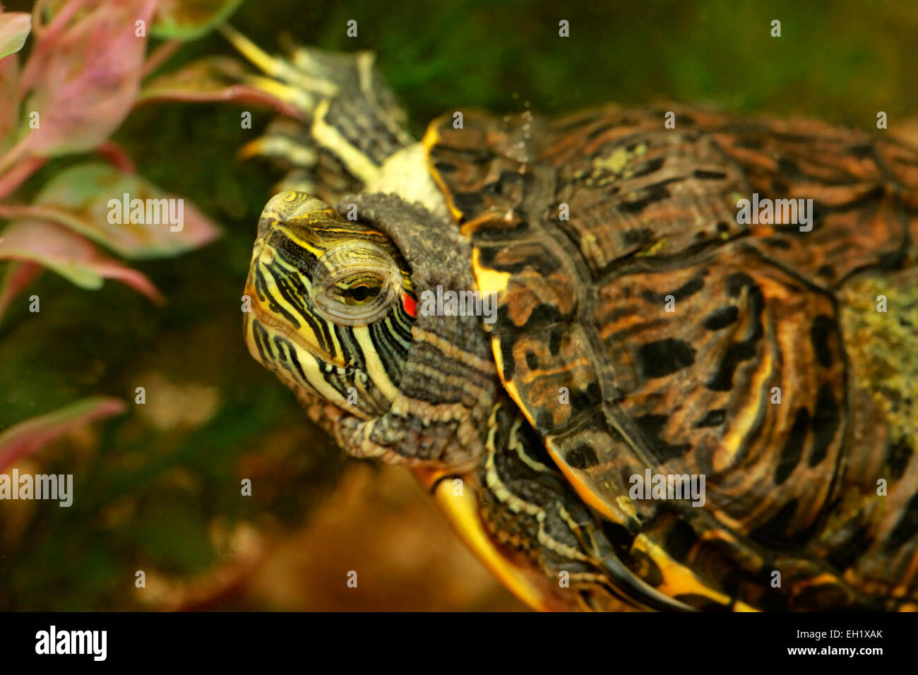 Red-eared turtle in aquarium Stock Photo - Alamy