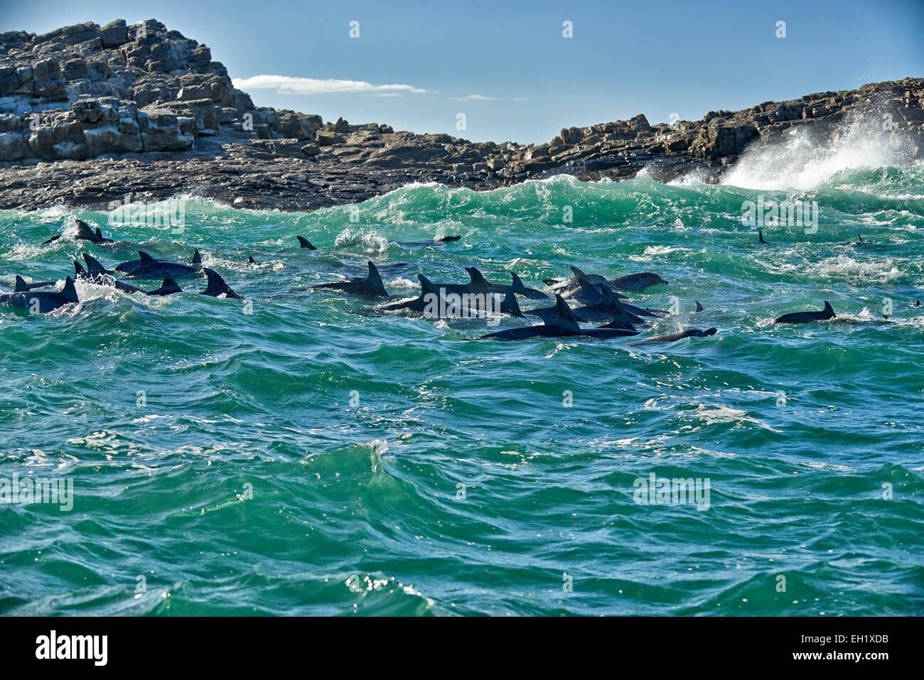 Cape Dolphin High Resolution Stock Photography and Images - Alamy