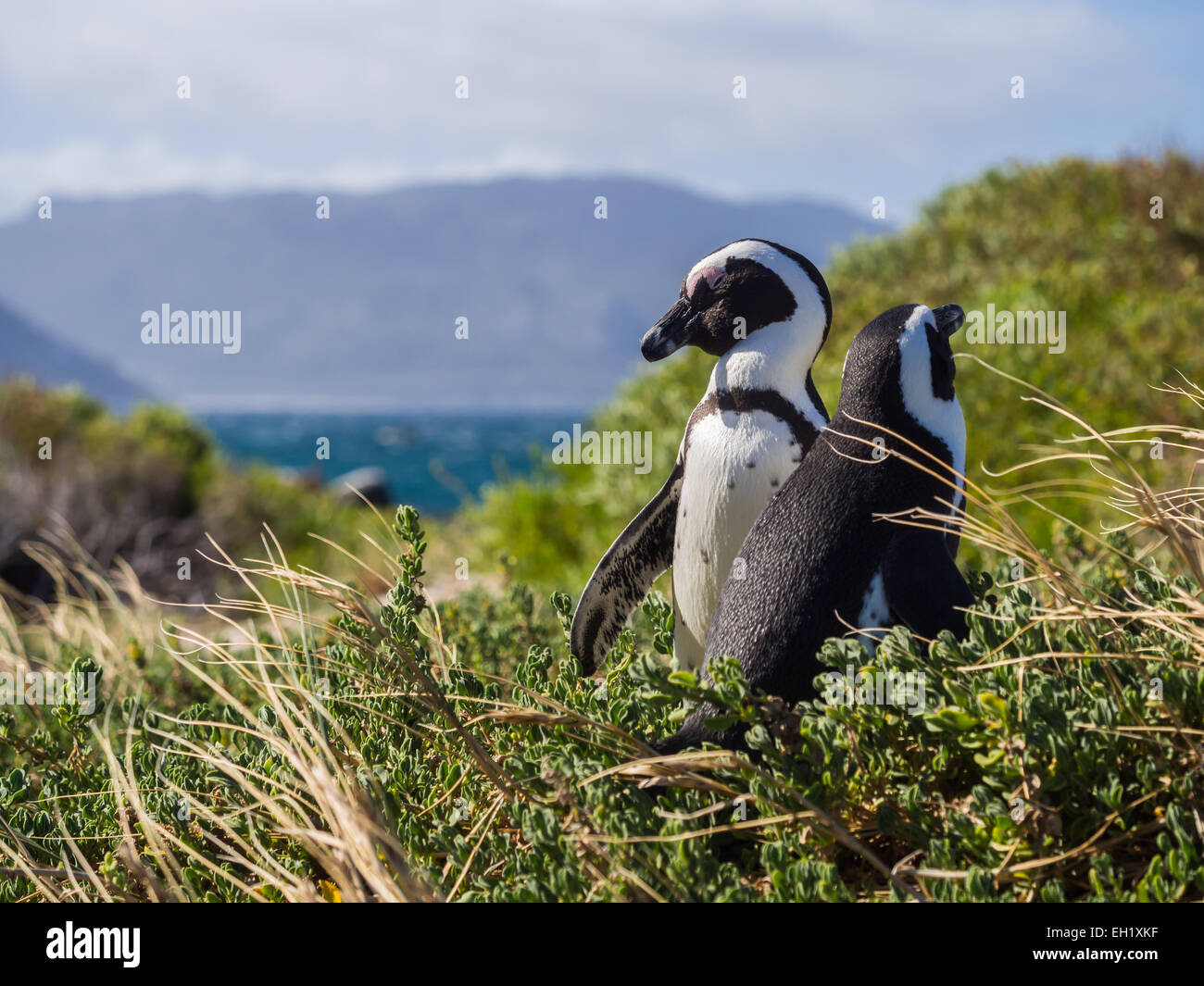 Two African Penguins, known also as jackass penguins or black-footed ...