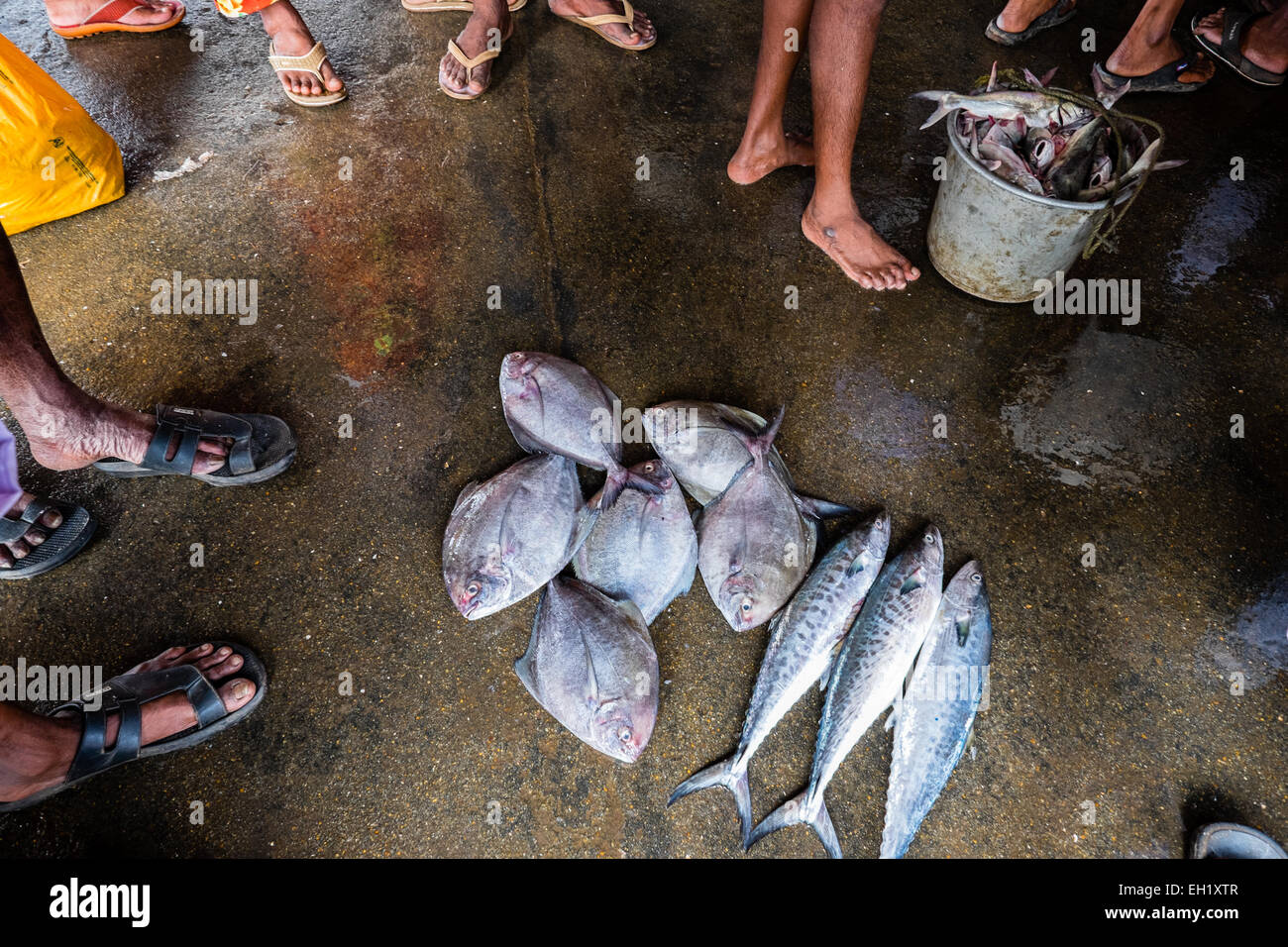 Vypen Island Fish Market, Cochin, Kerala, India Stock Photo - Alamy