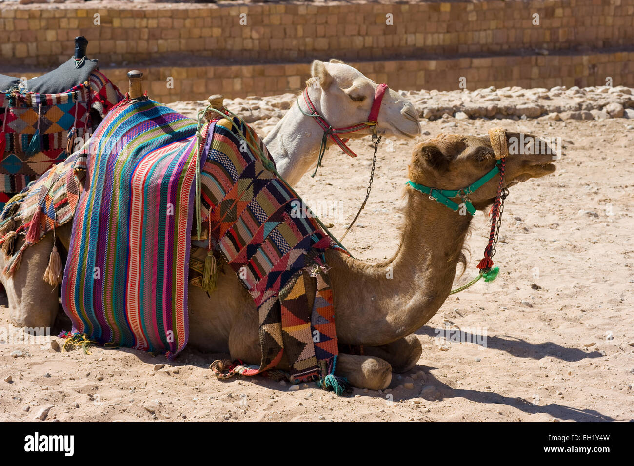 Two camels laying down and resting in Petra in Jordan Stock Photo - Alamy