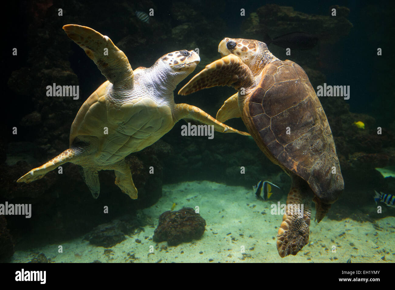 Morla turtle hi-res stock photography and images - Alamy