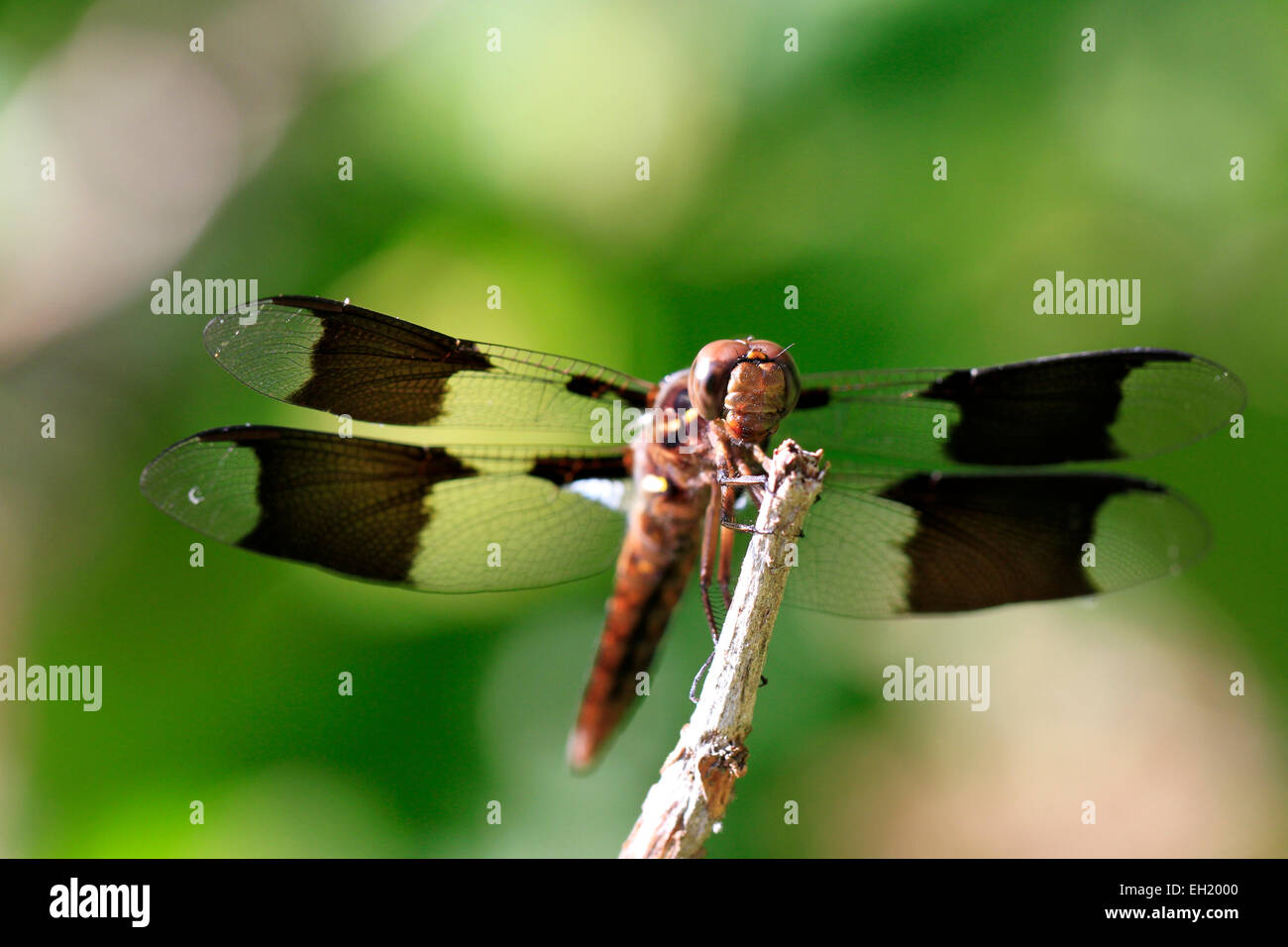 Dragonfly brown wing hi-res stock photography and images - Alamy