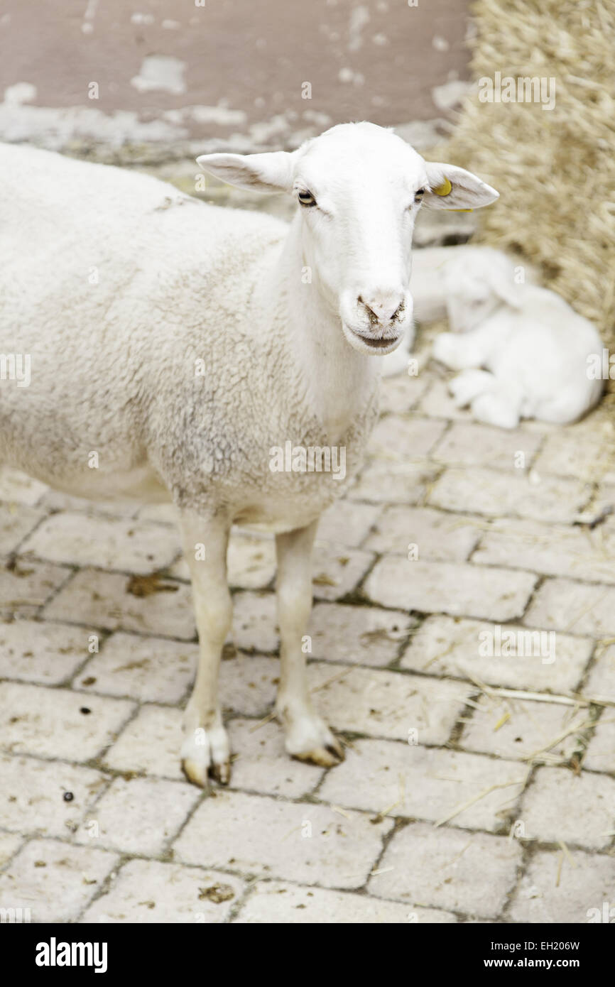 Sheep on a farm, detail of a mammalian animals in captivity Stock Photo ...