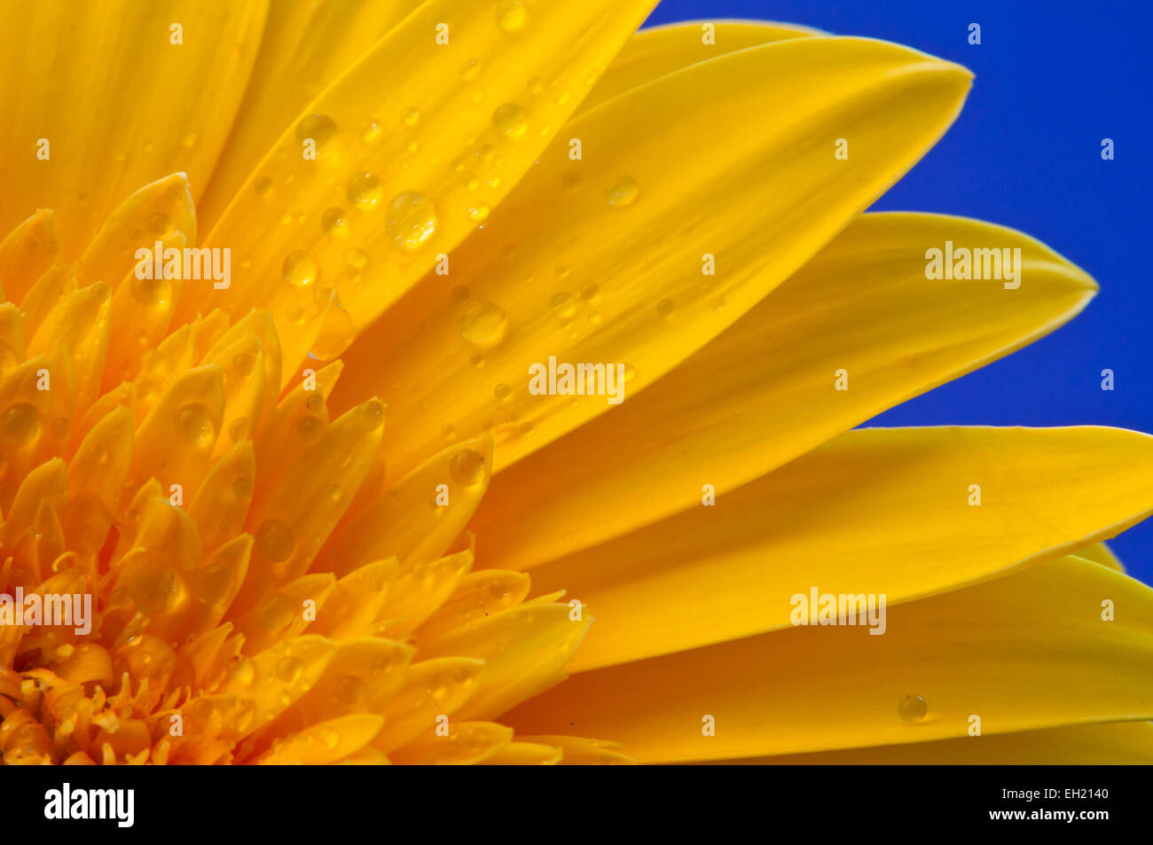Gerbera is a genus of ornamental plants from the sunflower family ...