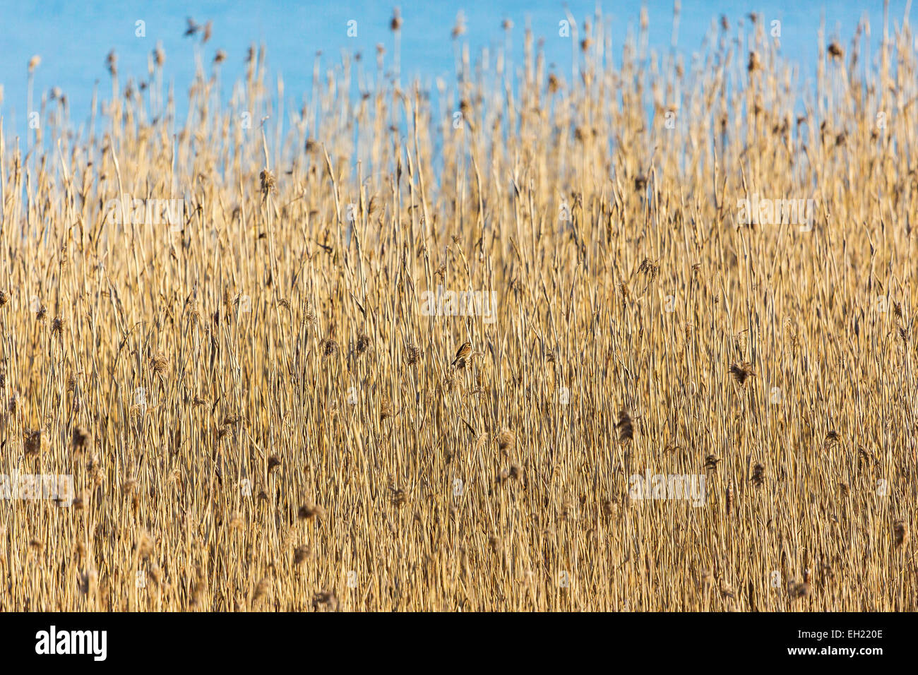 Reed bunting bird sitting in the reed Stock Photo - Alamy