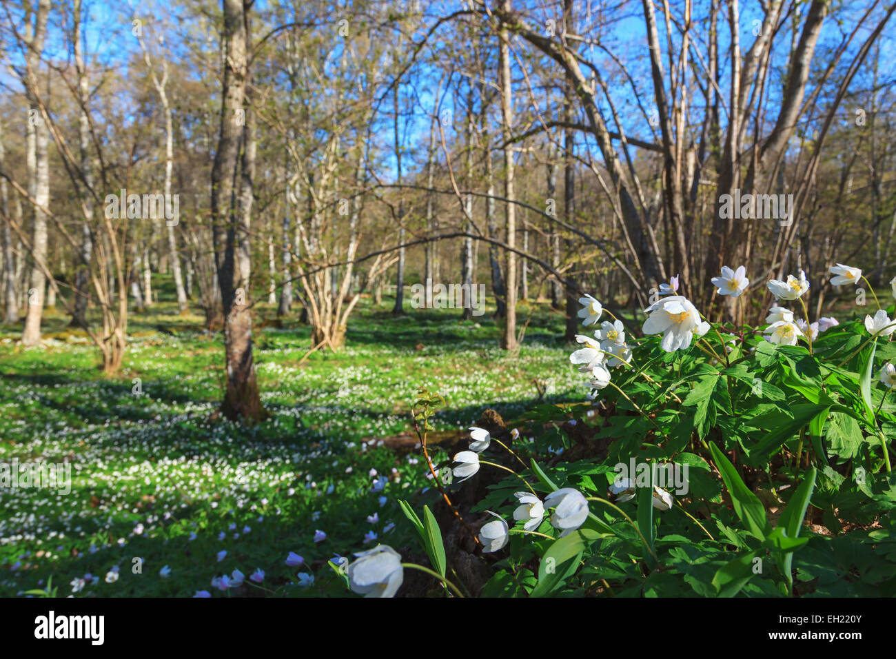 Flowering anemones in the spring in the forest Stock Photo - Alamy