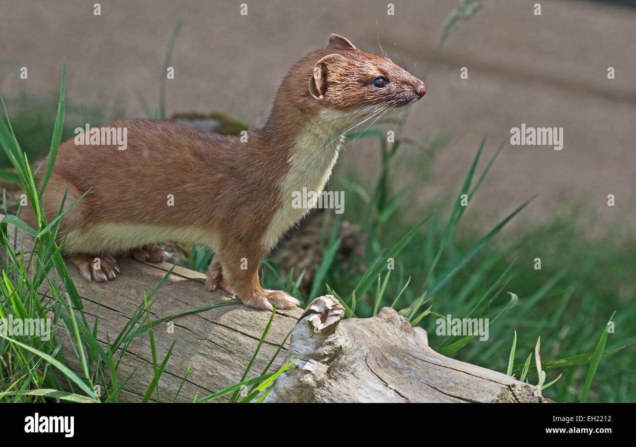 STOAT Mustela Erminea Stock Photo - Alamy