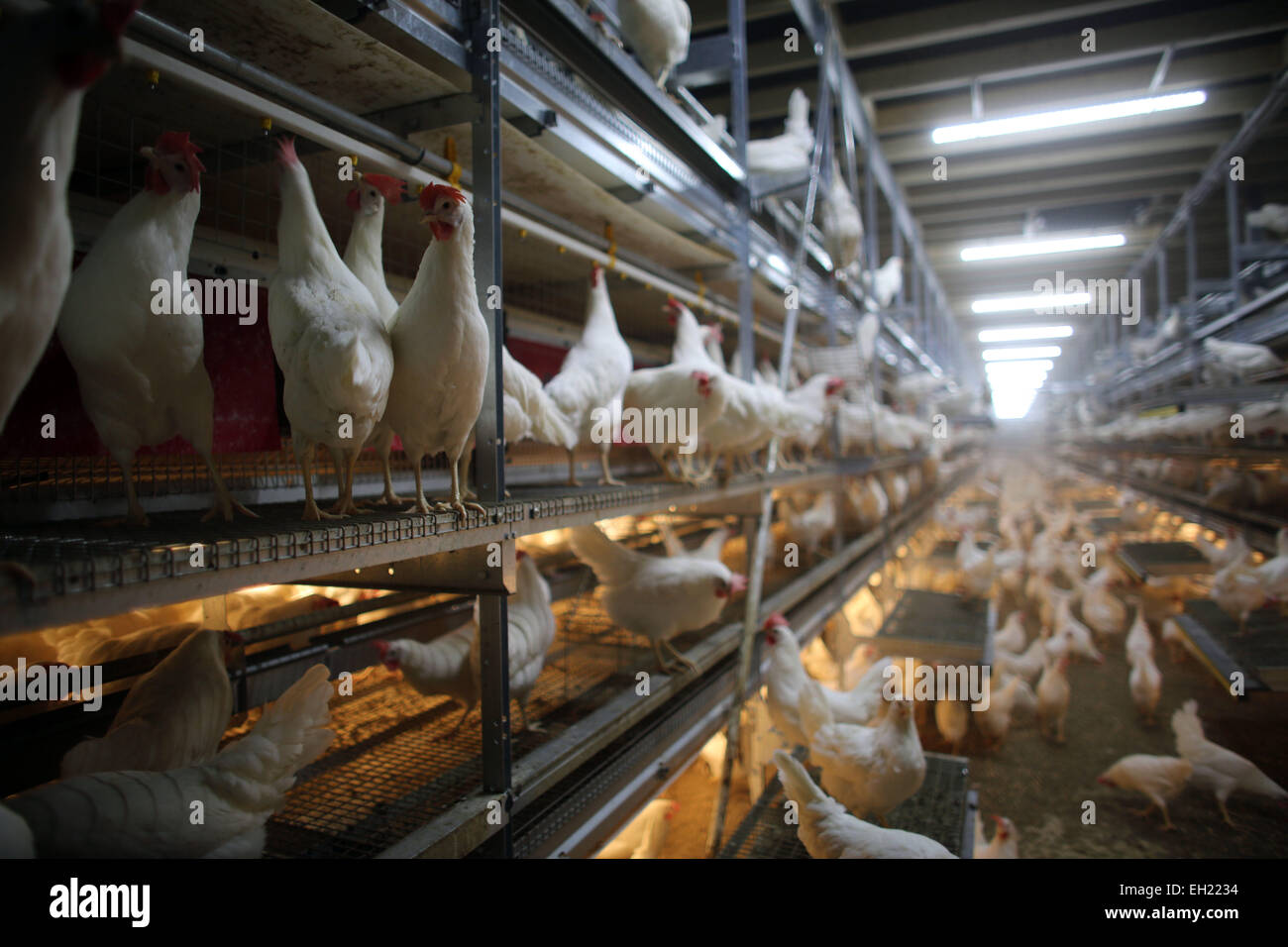 Breckerfeld, Germany. 4th Mar, 2015. Laying hens in a barn of the ...