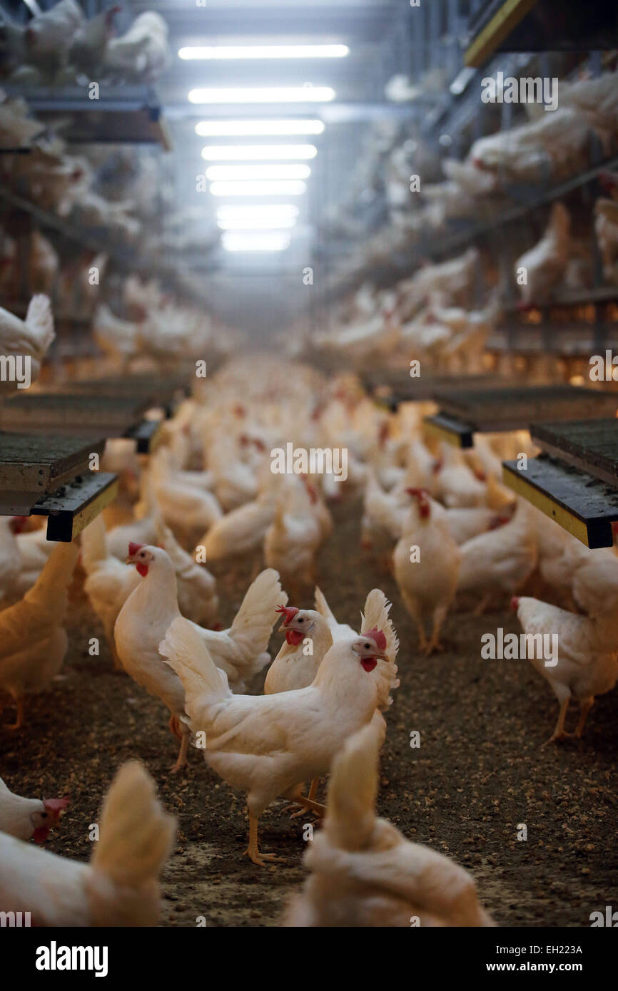 Breckerfeld, Germany. 4th Mar, 2015. Laying hens in a barn of the ...