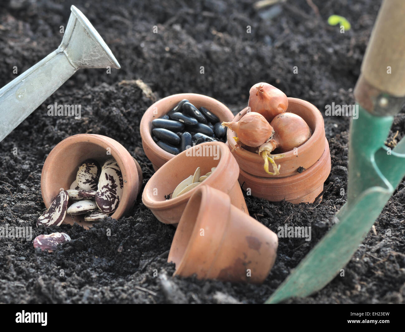 Planting seeds pots hi-res stock photography and images - Alamy