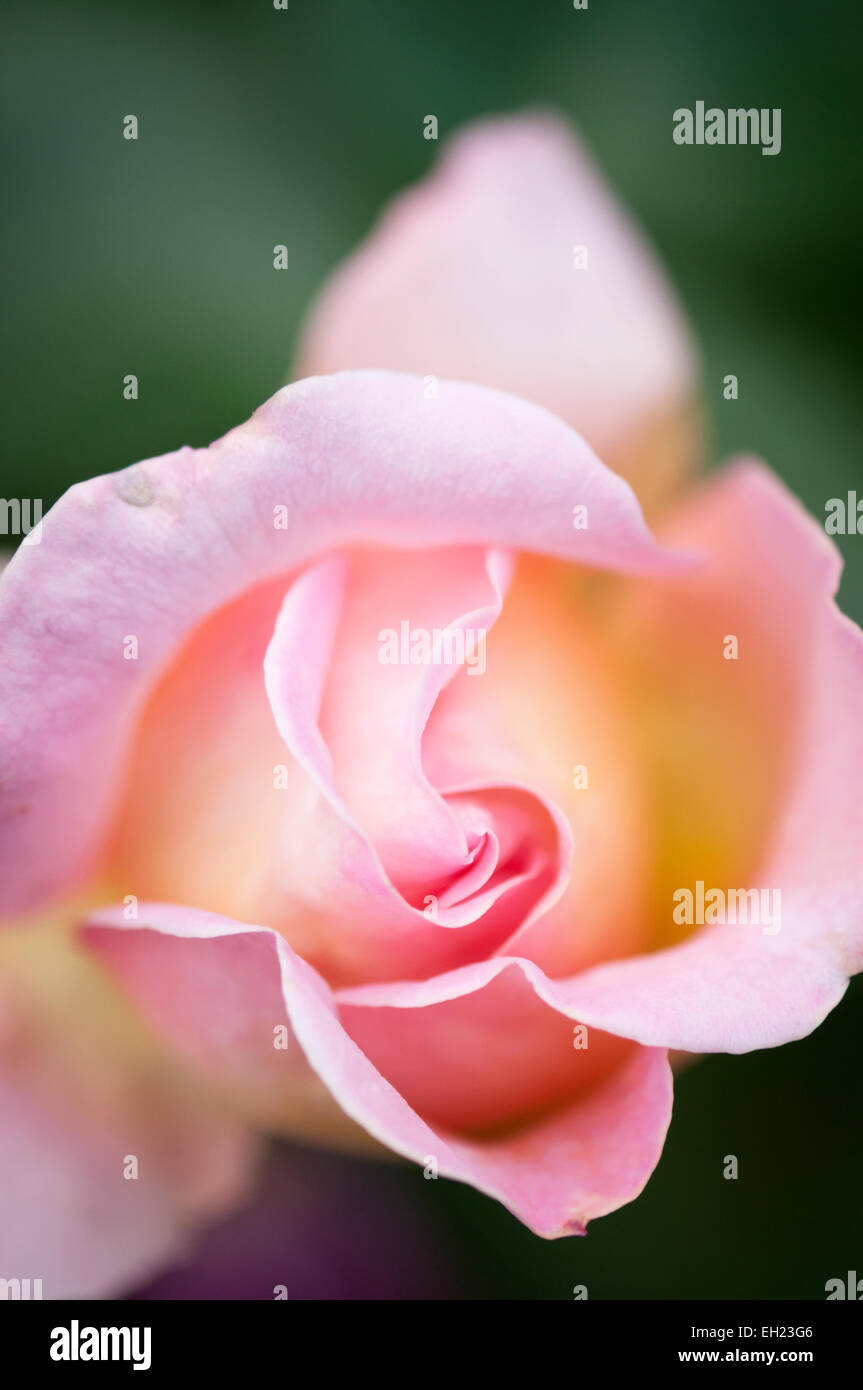 Unfolding bud of pink with orange pink reverse hybrid tea rose Elle ...