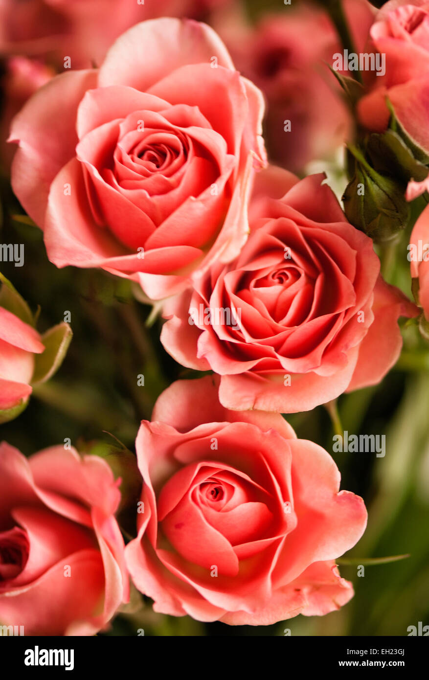 A bouquet with unfolding miniature rose flowers Stock Photo - Alamy