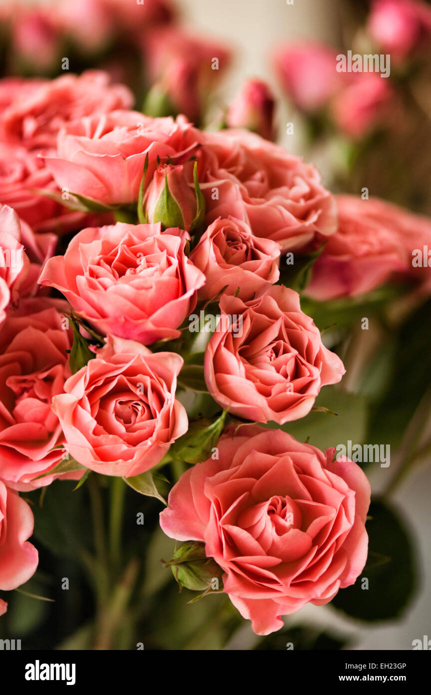 A bouquet with unfolding miniature rose flowers Stock Photo - Alamy