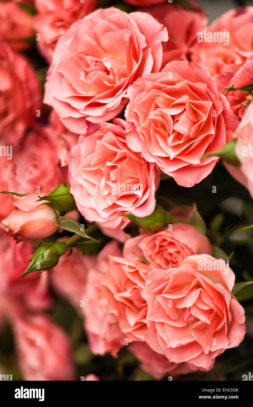 Miniature rosa hi-res stock photography and images - Alamy