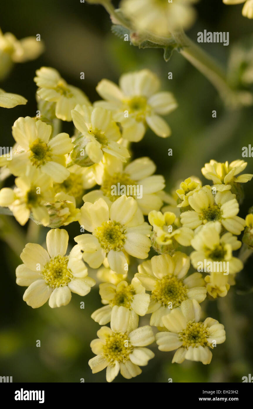 Golden alyssum hi-res stock photography and images - Alamy