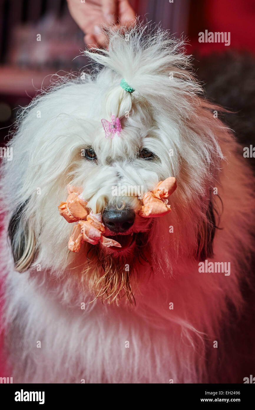 Birmingham, UK. 5th March, 2015. A Polish Lowland Sheepdog wearing ...