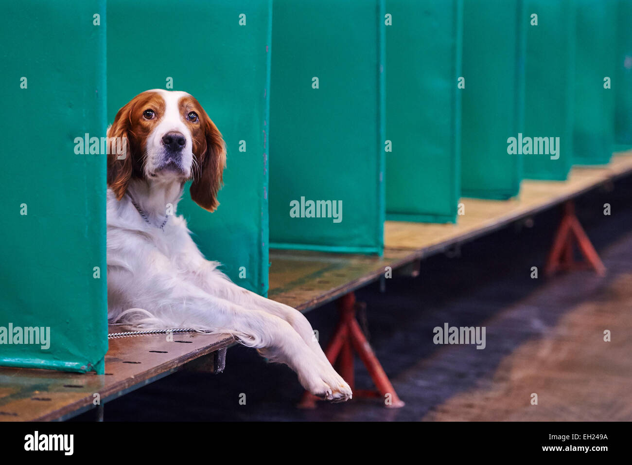 Birmingham, UK. 5th March, 2015. Connie, an Irish Red and White Setter ...