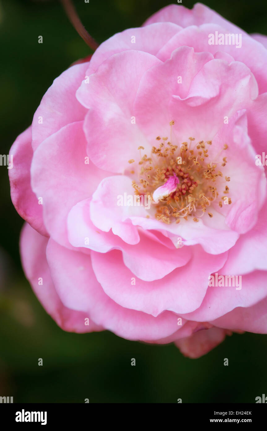 Shrub rose awakening hi-res stock photography and images - Alamy