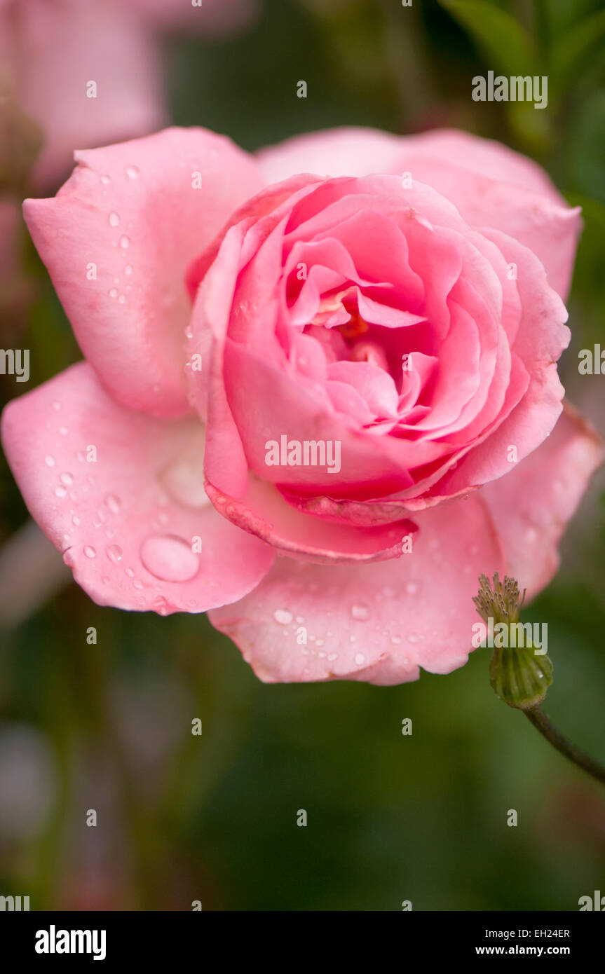 Pink hybrid tea rose, florists rose. Very disease resistant and ...